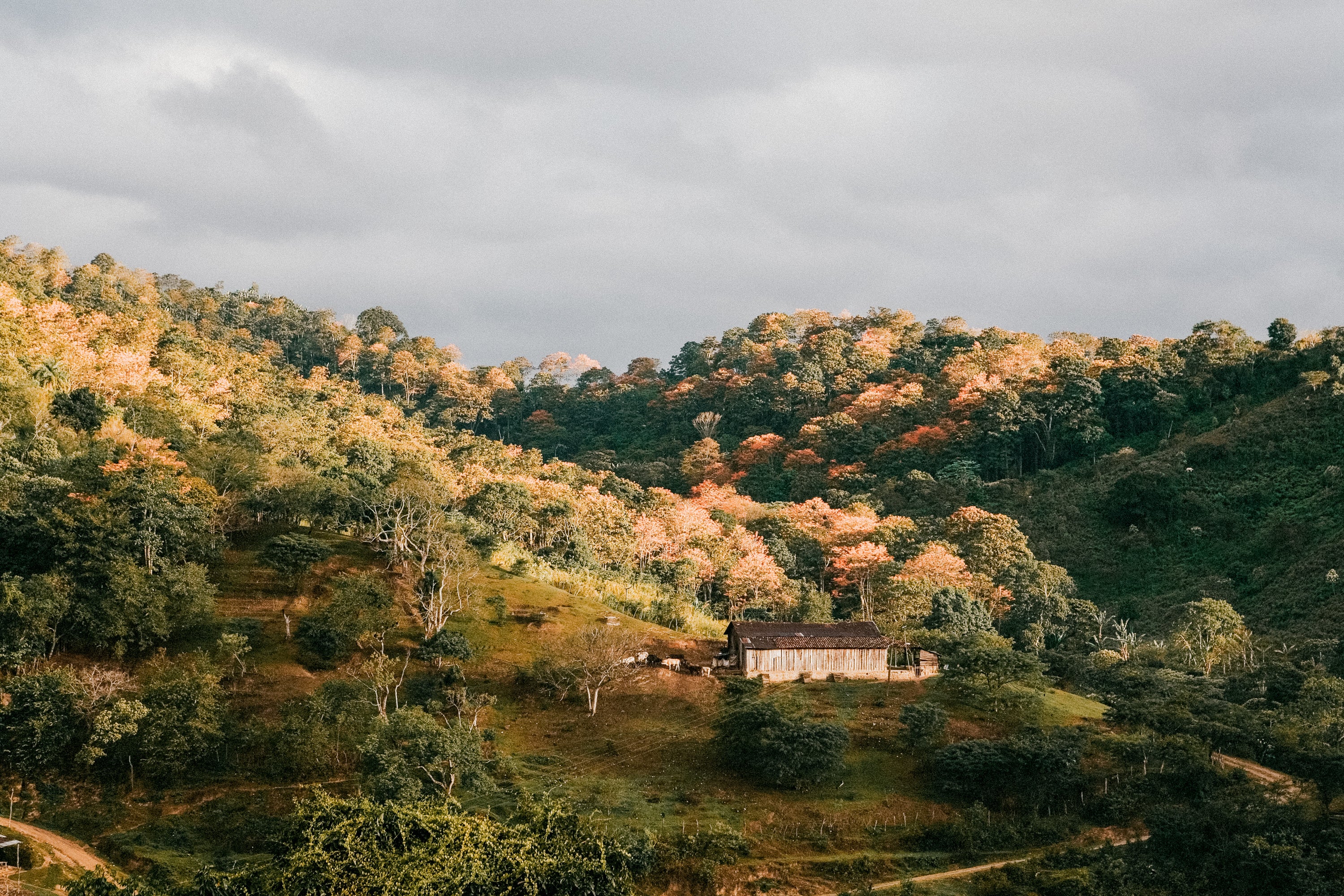 Certified Organic, Shade Grown Coffee in Nicaragua – Pachamama Coffee