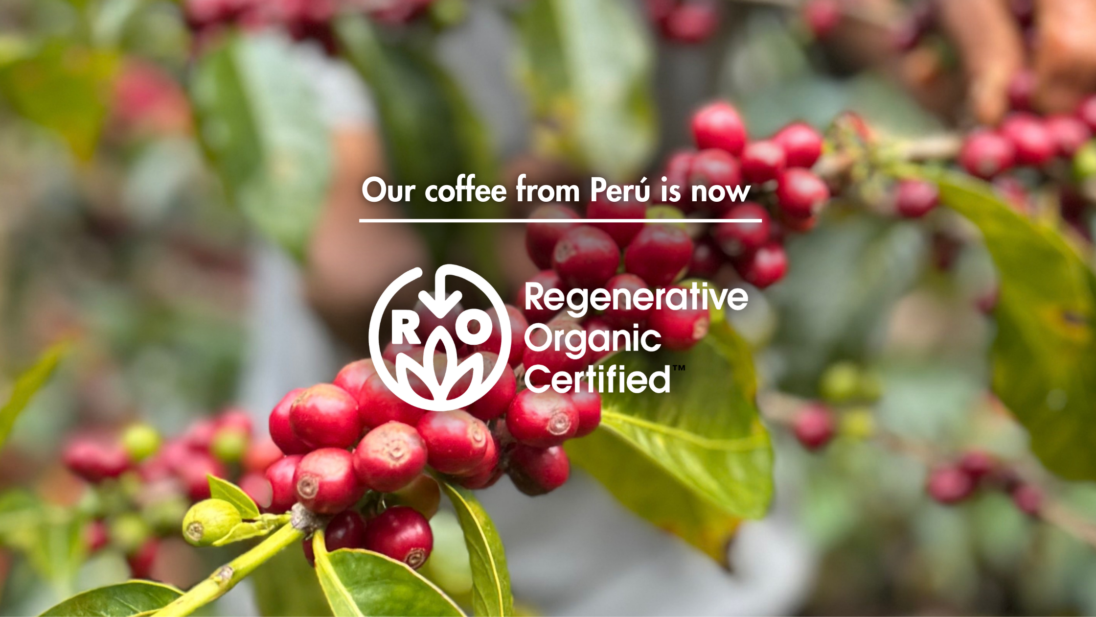 Regenerative Organic Certified® Coffee from Peru | Pachamama Coffee