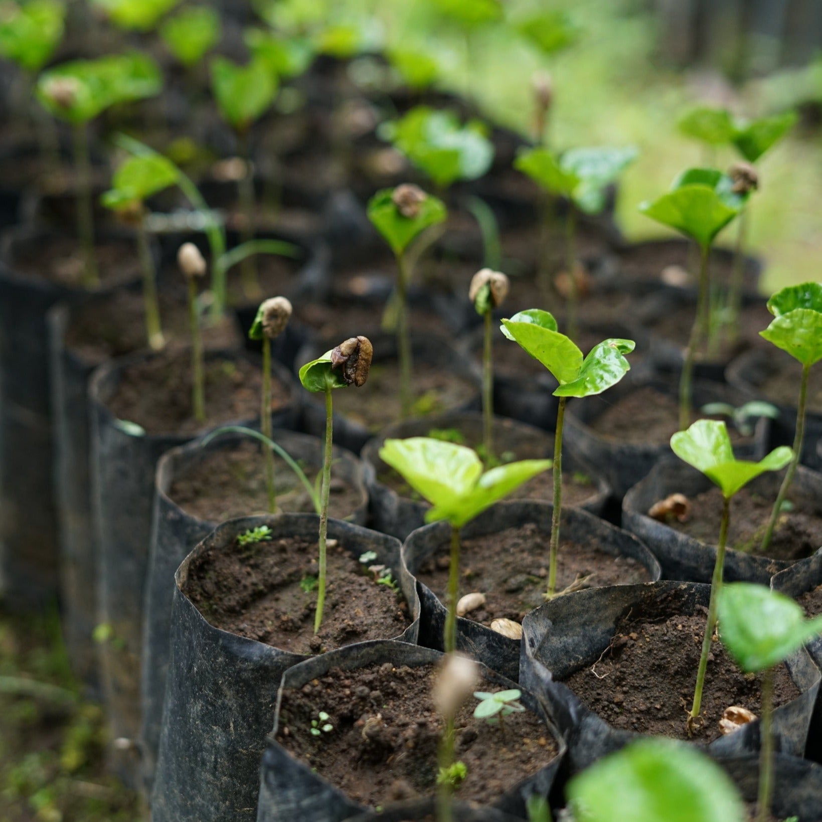 Pachamama | Plant a Tree in Guatemala | Coffee Farmers Co-op ...