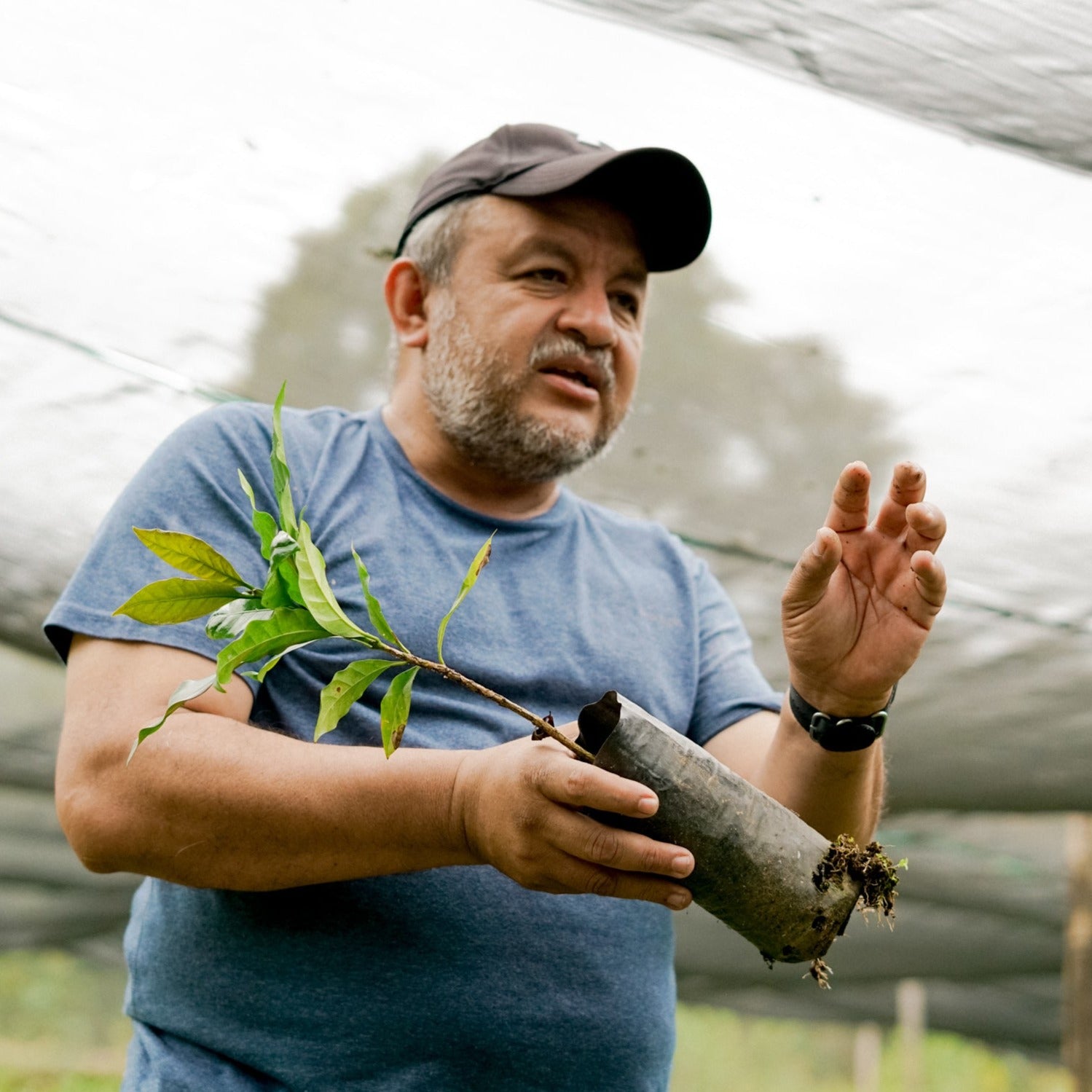 Pachamama | Plant a Tree in Mexico | Coffee Farmers – Pachamama Coffee